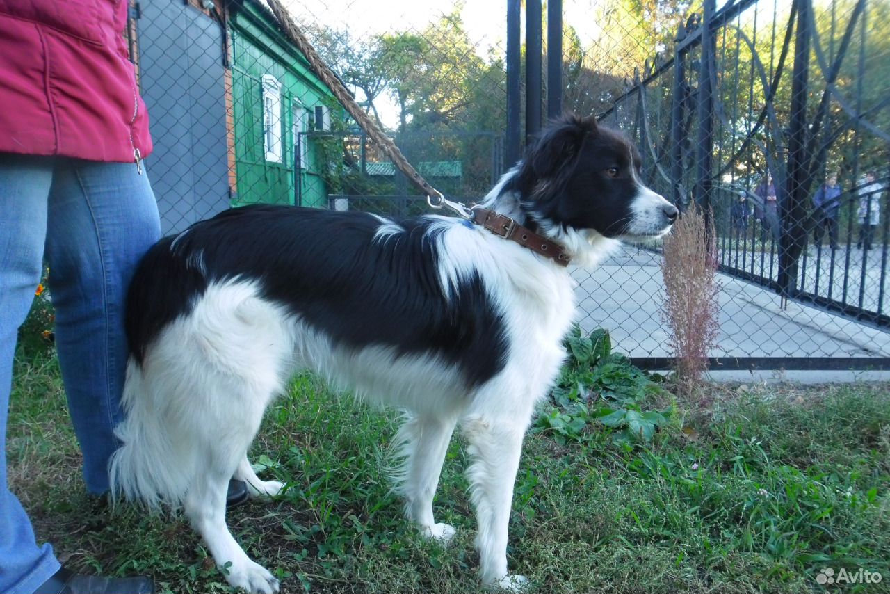 Красивый пес Патрикс ищет дом