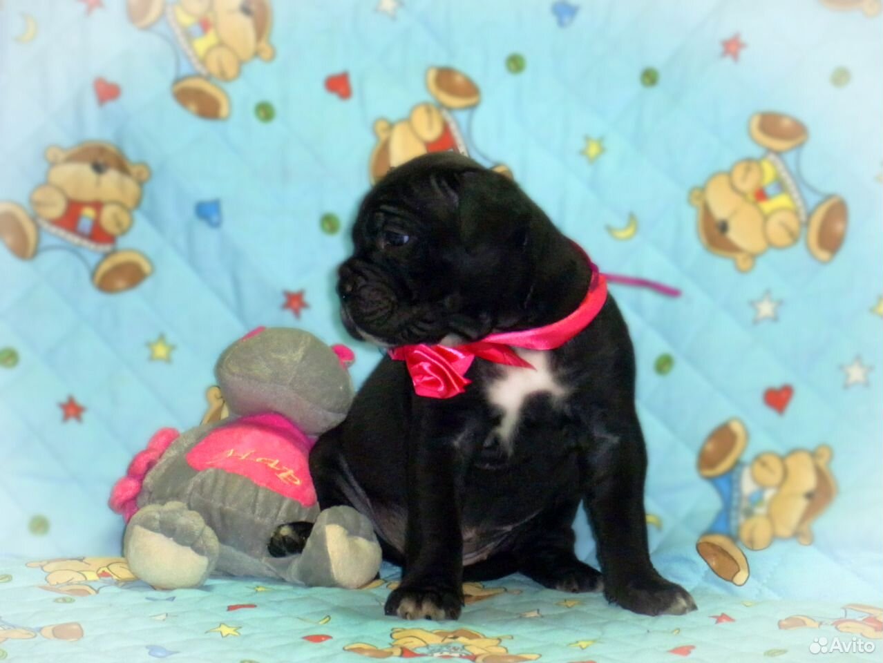 Милашки кане корсо