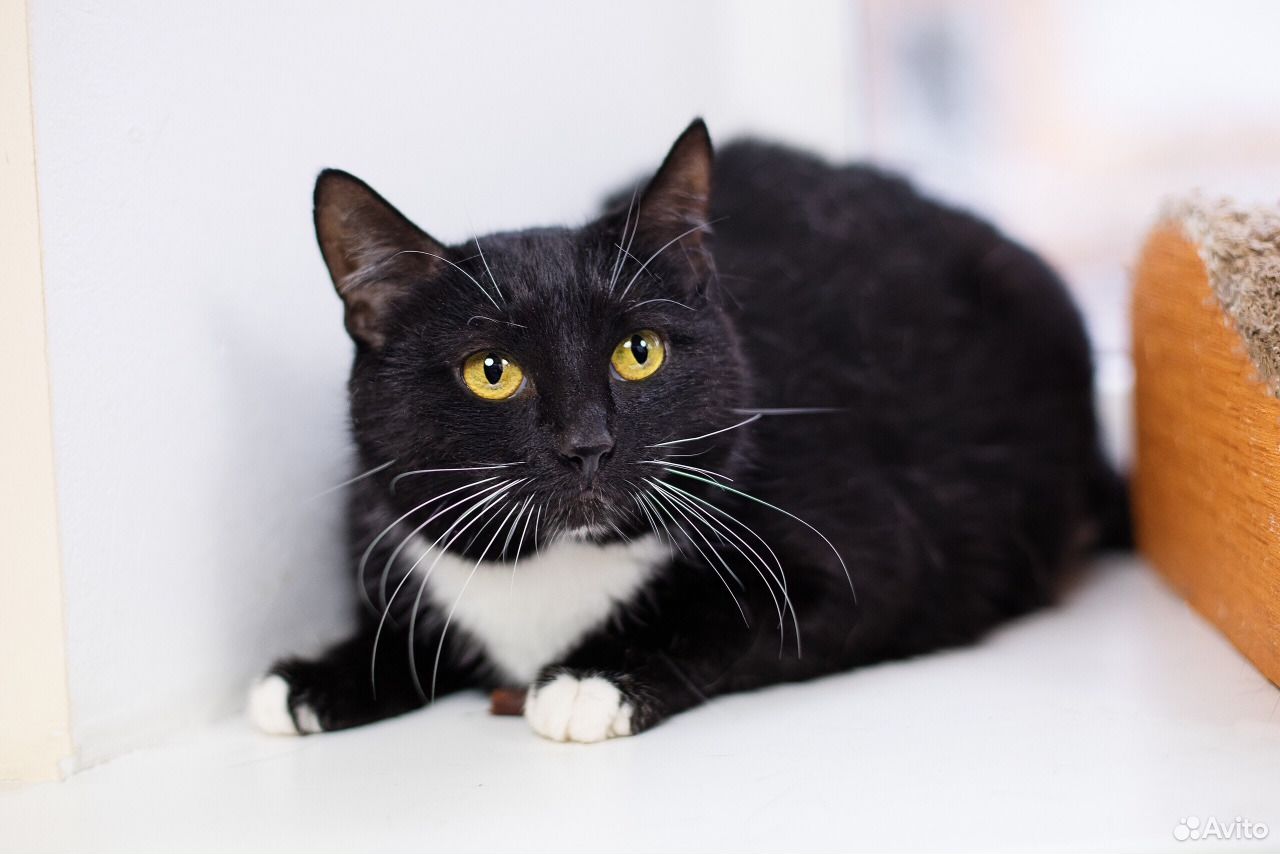 Кошечка Барби