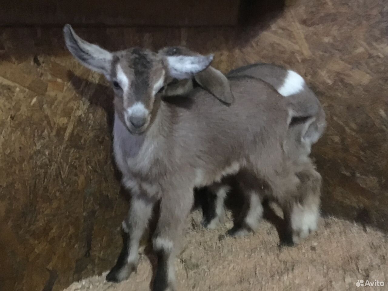 Крольчата и козлята