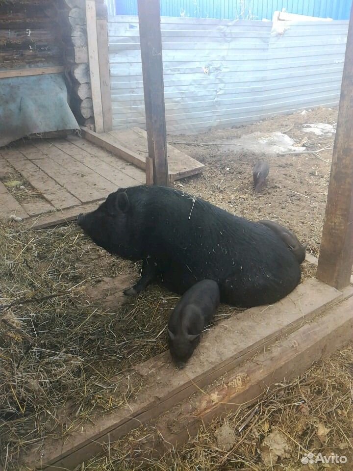 Вьетнамские вислобрюхие поросята