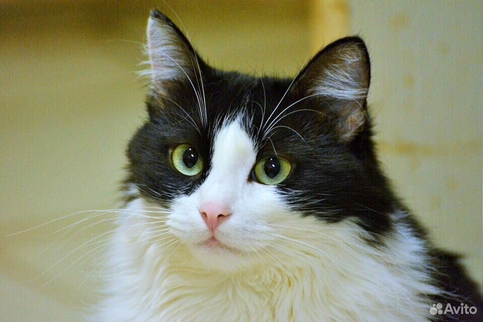 Кошка Веста мечтает о доме