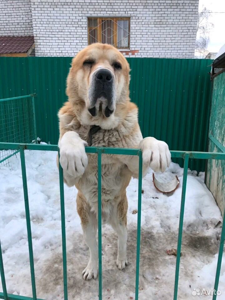 Алабай вязка