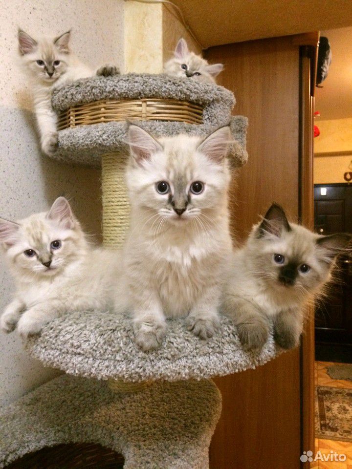 Забавные котята