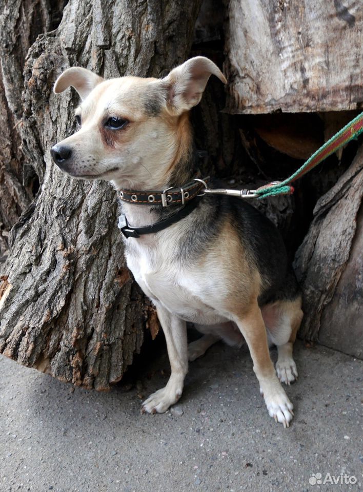 Кухлик-пухлик)