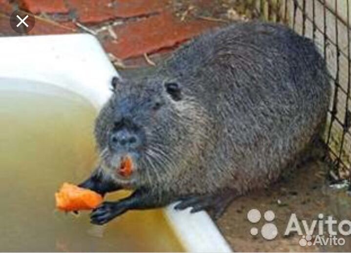 Нутрии(мясо,живьём,шкуры)