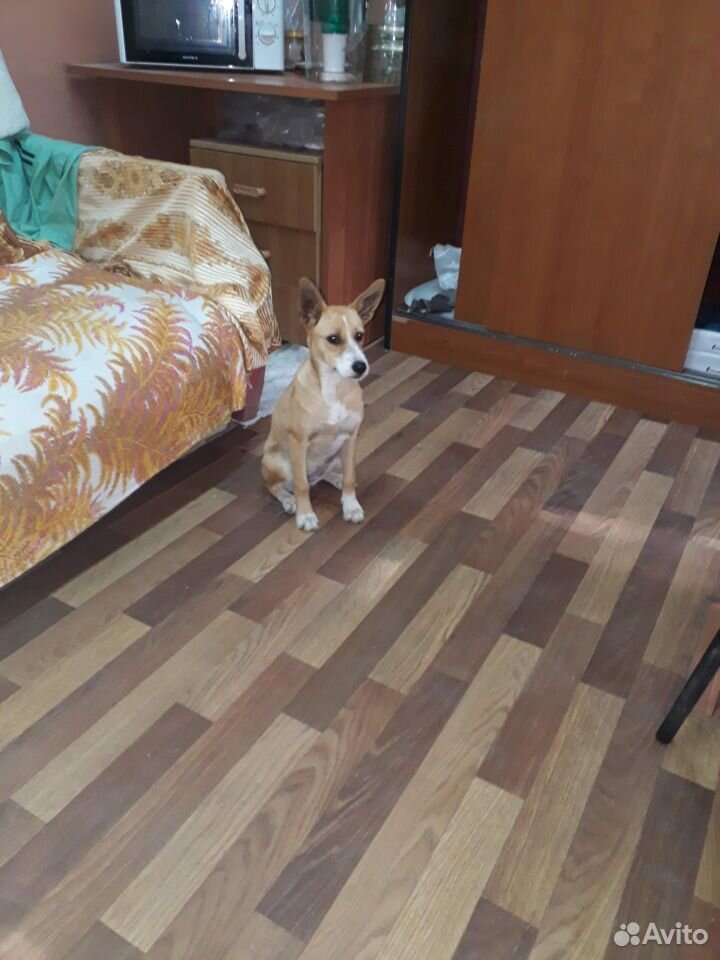 Отдам в хорошие надёжные руки