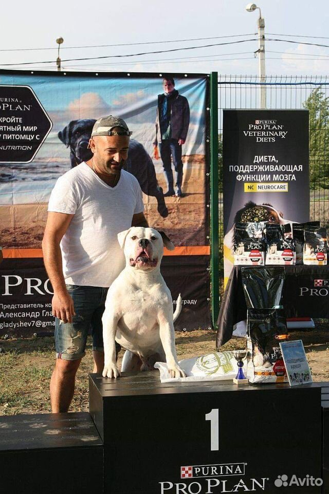 Предлагается для вязки кобель