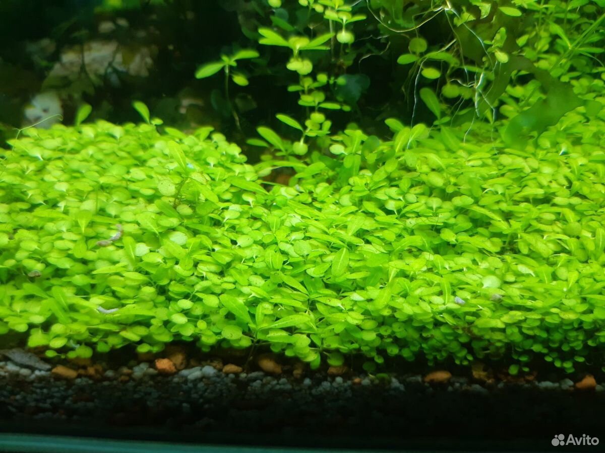 Растения прополка/ Хемиантус