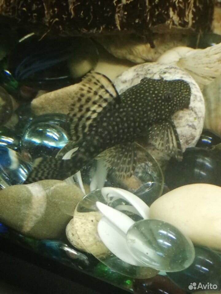 Сомики анциструс