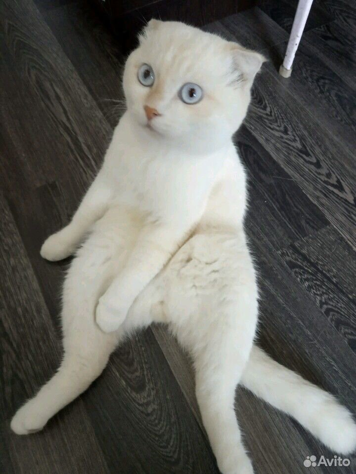 Кот Скоттиш фолд на вязку