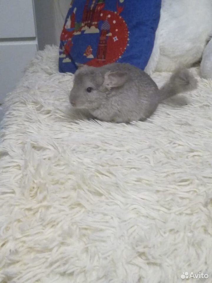 Продам шиншиллу девочка, 2 месяца
