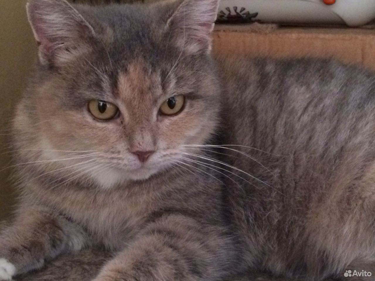 Стерилизованная кошечка Марыся