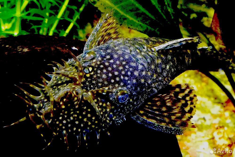 Сомик анцитрус