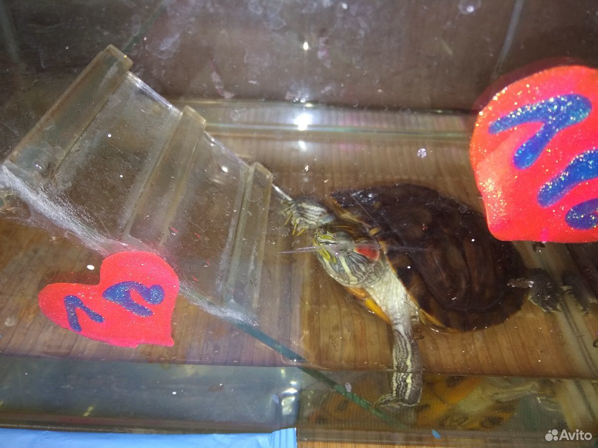 Черепаха красноухая