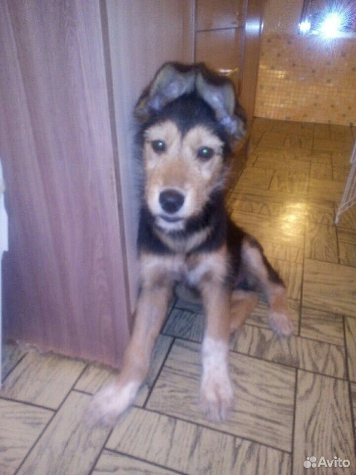 Щенок, 3,5 месяца