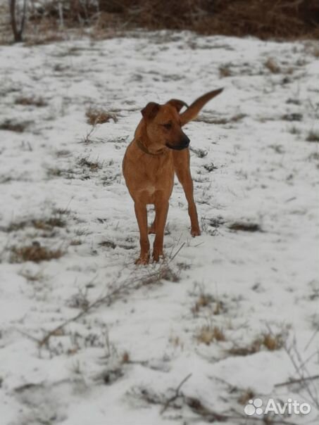 Собака стерилизованная