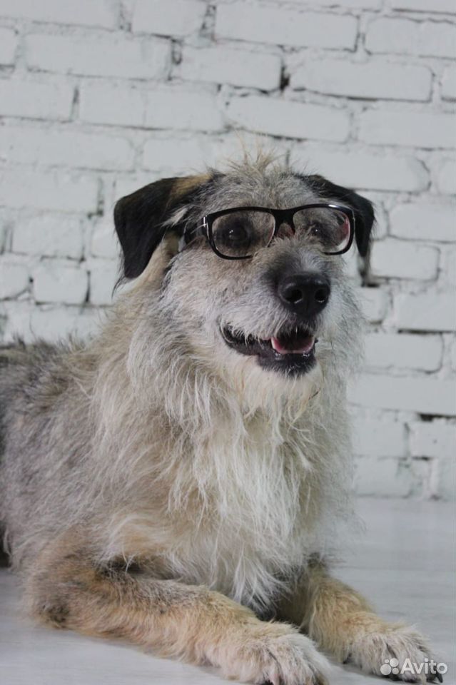 Собака Тиша ищет добрые руки