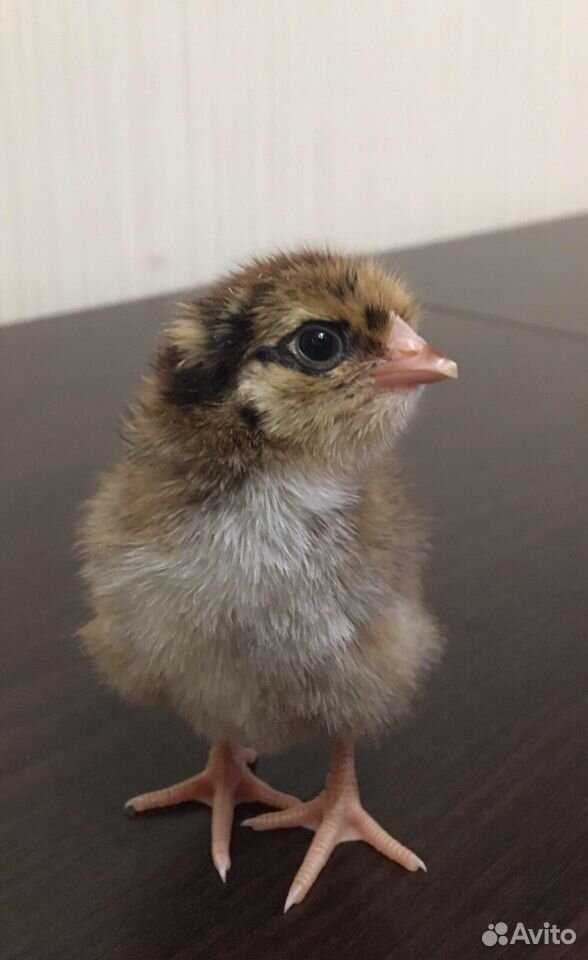 Цыплята. Кучинская Юбилейная