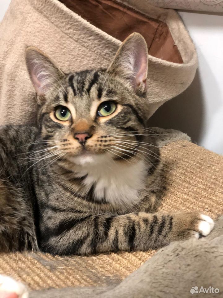 Полосатый Котенок-мальчик