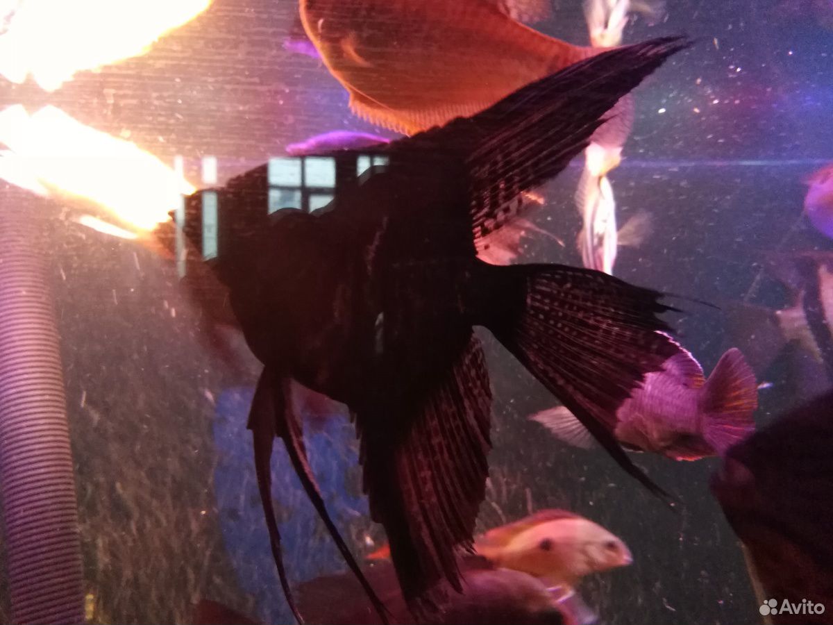 Взрослые скалярии