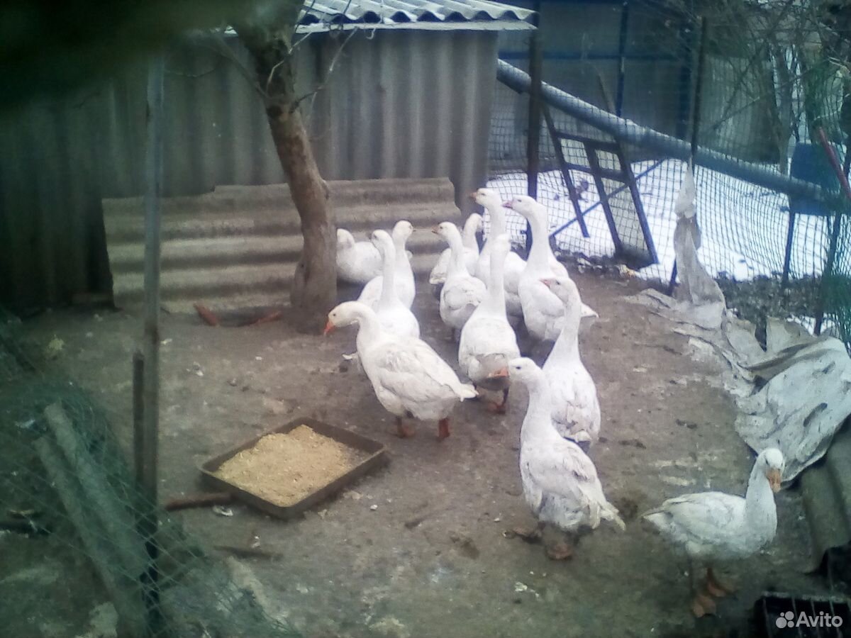 Продаю белых гусей