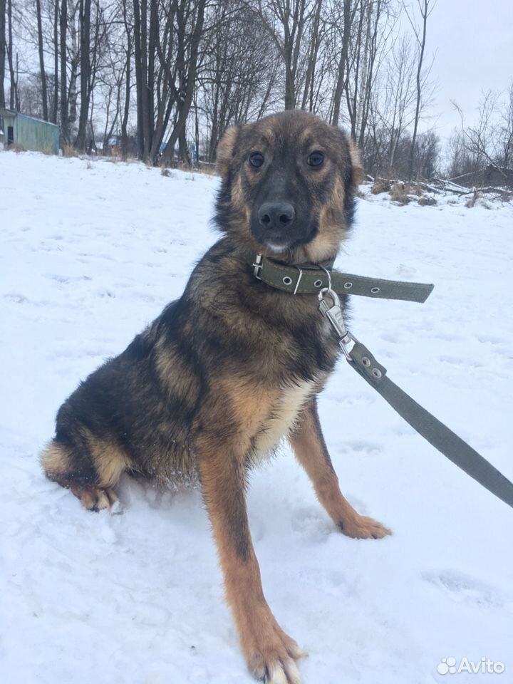 Щенок в добрые руки