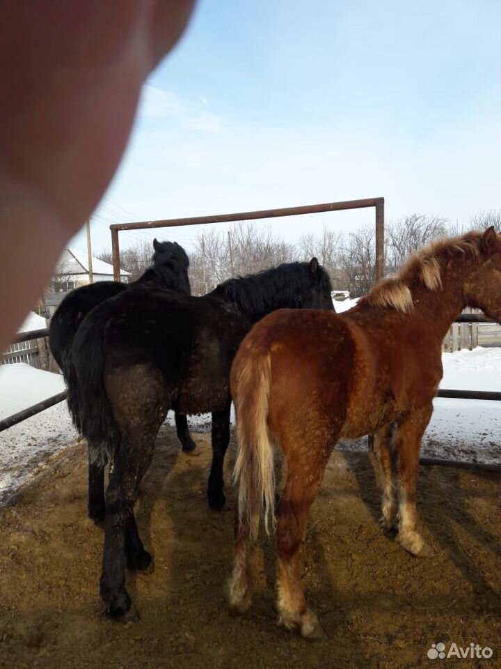 Лошадь продам