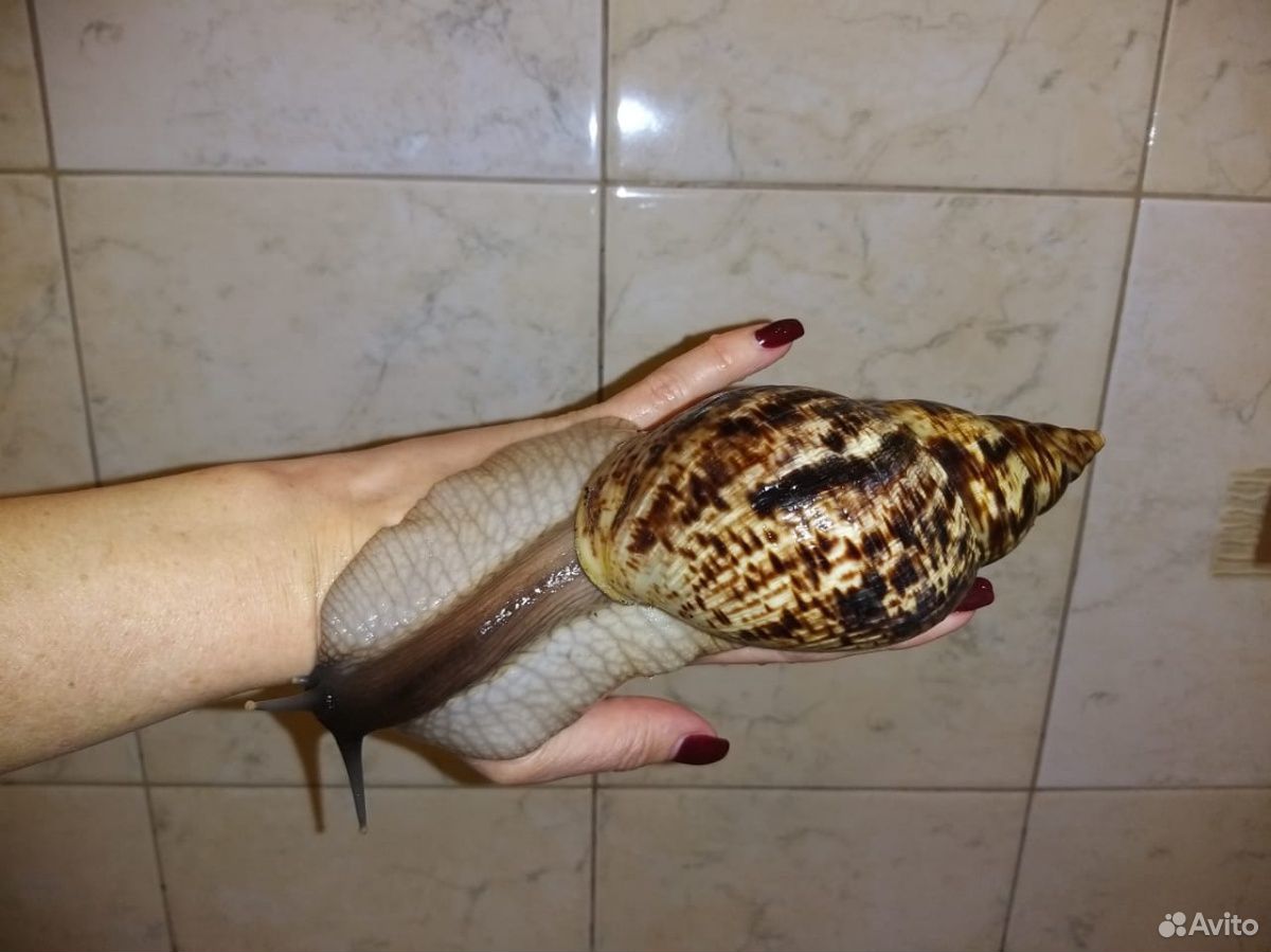 Улитки ахатины