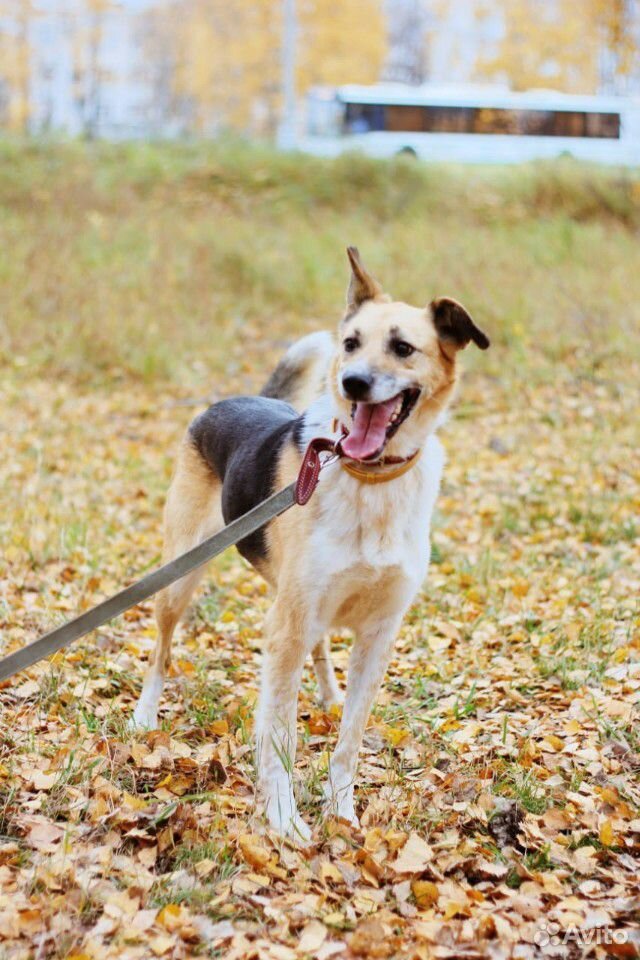Собака для семьи в дар
