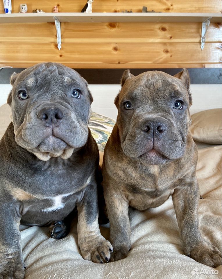 Мальчики Американский булли