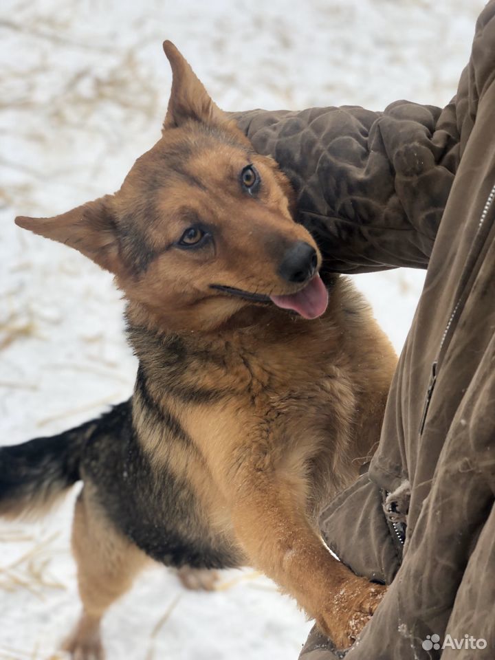 Клепа ищет дом