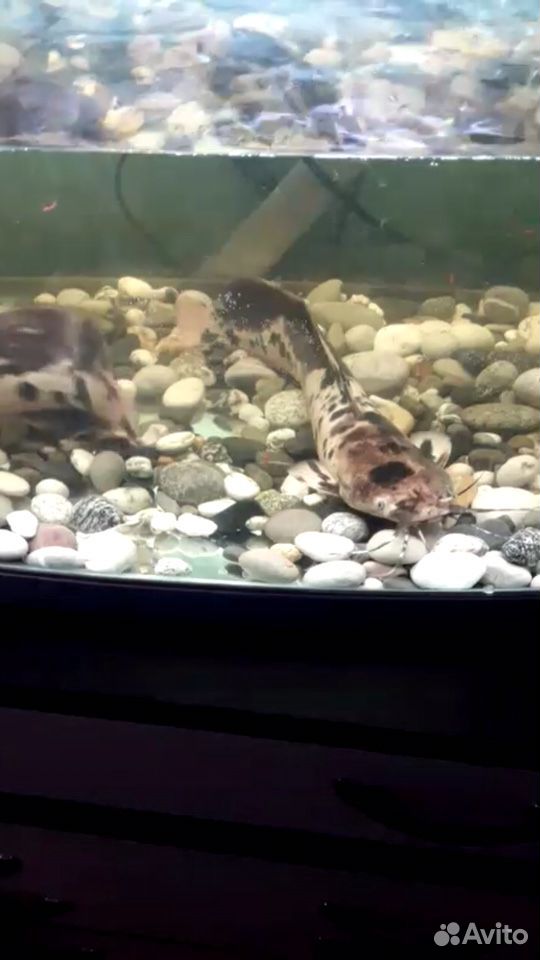 Сомы Кларисса