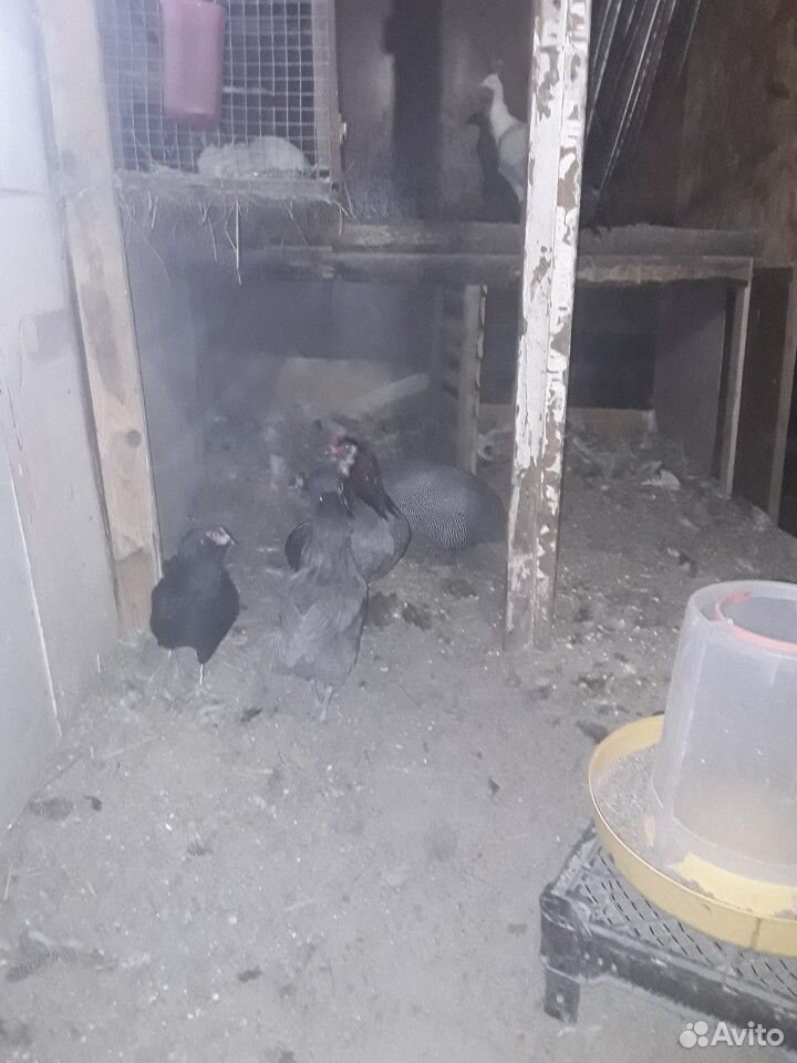 Пара цесарок