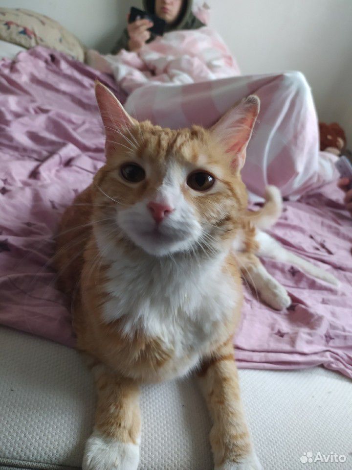 Ищет дом кошечка Марта