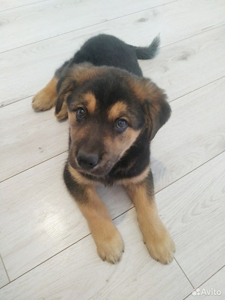 Щенок овчароид 2 мес