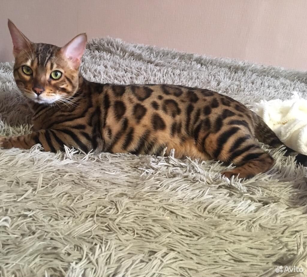 Вязка с красивым Бенгалом