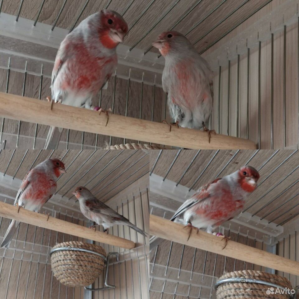Кенары и канарейки разного окраса