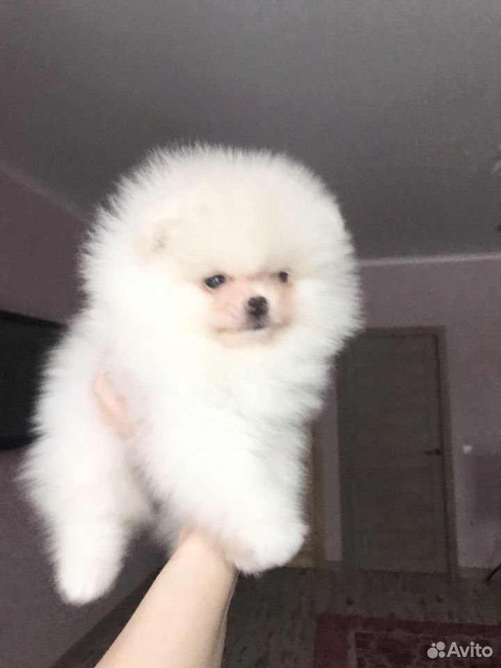 Курносый мишка