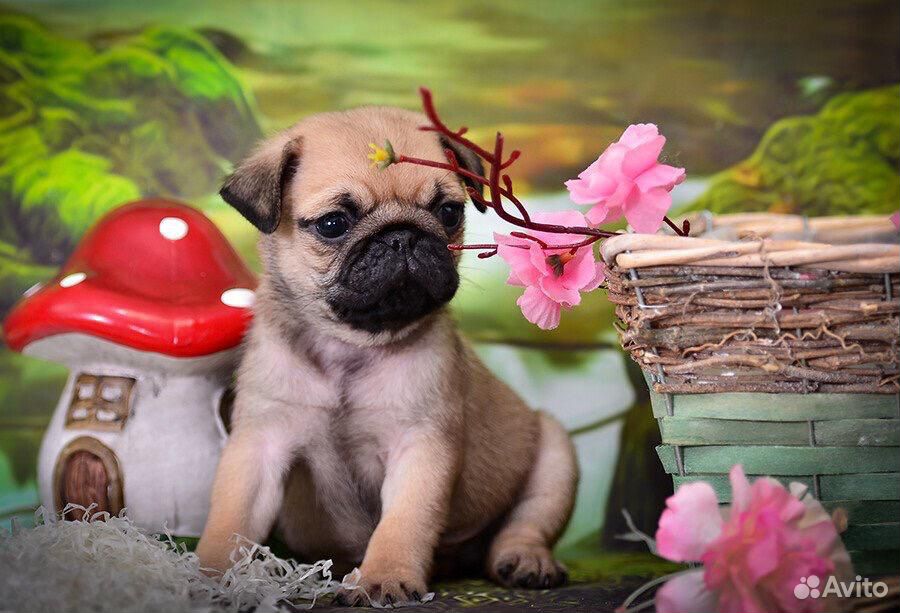 Мопс малыши