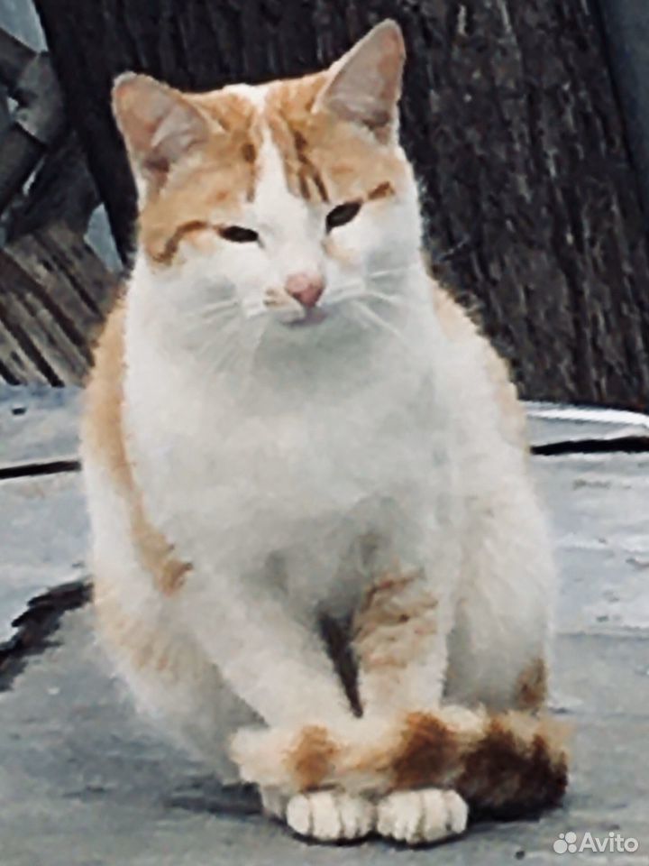 Кот «смотрящий»