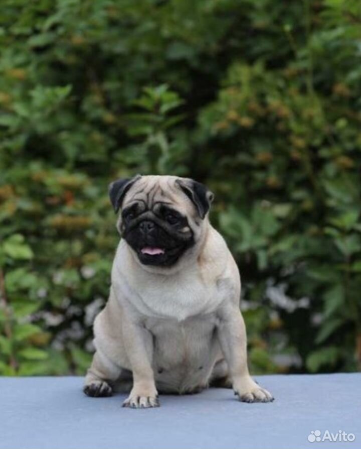 Красавица мопсик