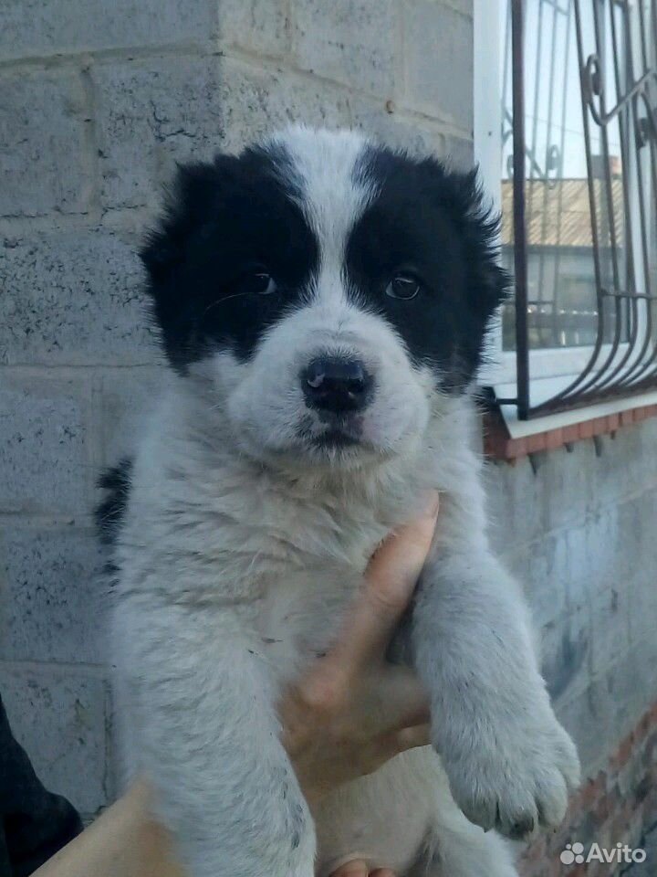 Среднеазиатская овчарка