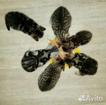 Британские котята