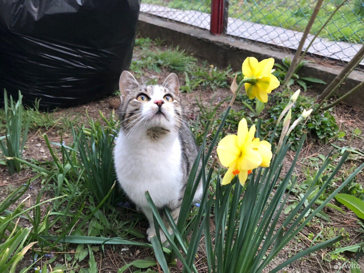 Котенок-подросток ищет хозяев