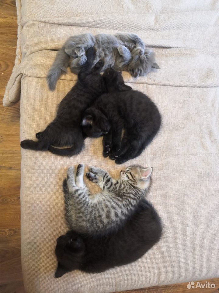 Шотландские котята (необычный,красивый окрас)