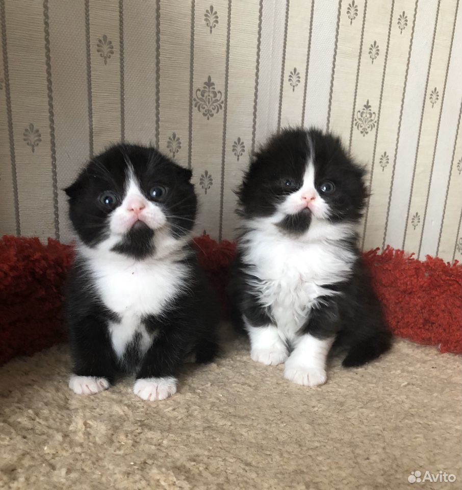 Шотландская кошечка