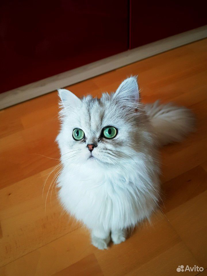 Ищу качественного кота для вязки