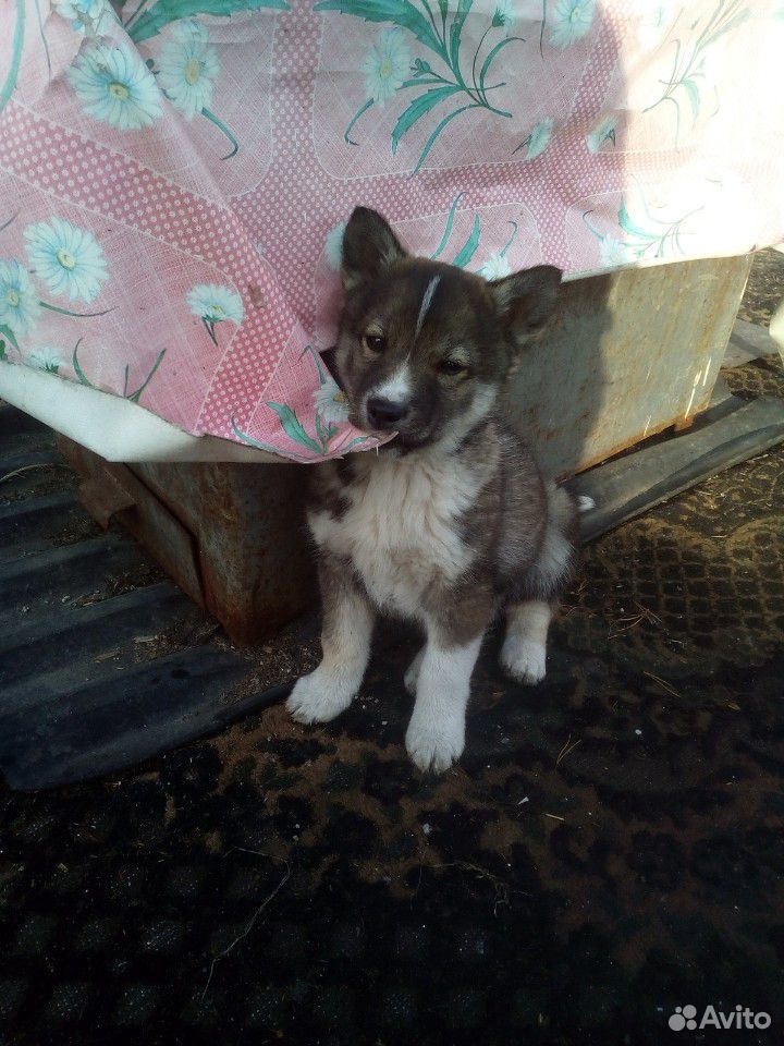 В добрые руки