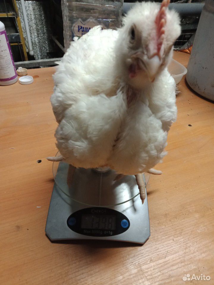 Подрощенные цыплята бройлеры кобб500